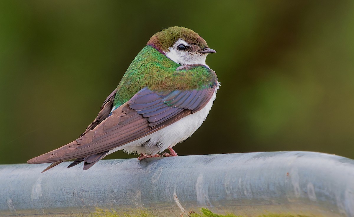 ML621155057 - Violet-green Swallow - Macaulay Library