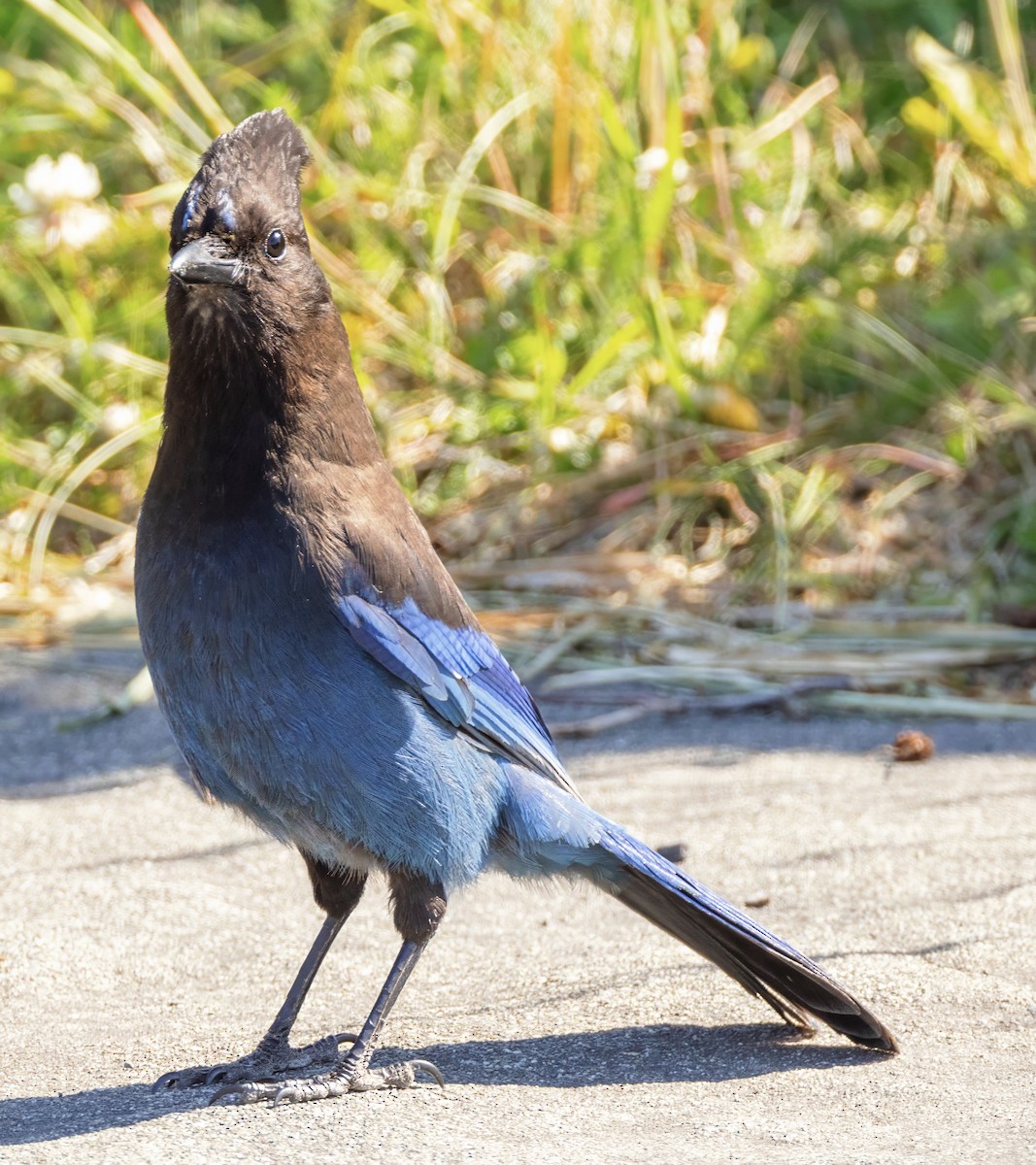 eBird Checklist - 22 Jun 2024 - Chugach SP--Bird Pt. - 6 species