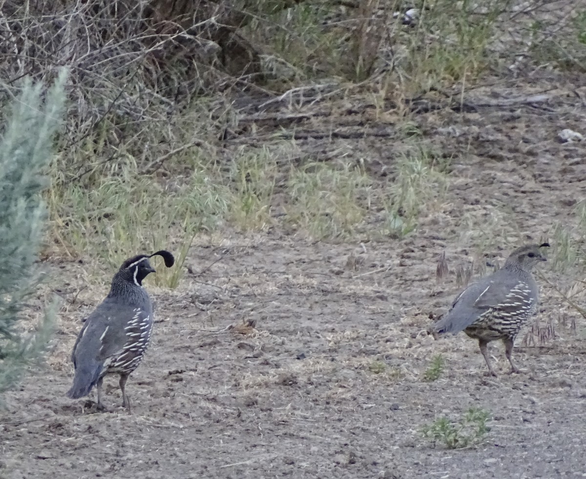 ML621164947 - California Quail - Macaulay Library