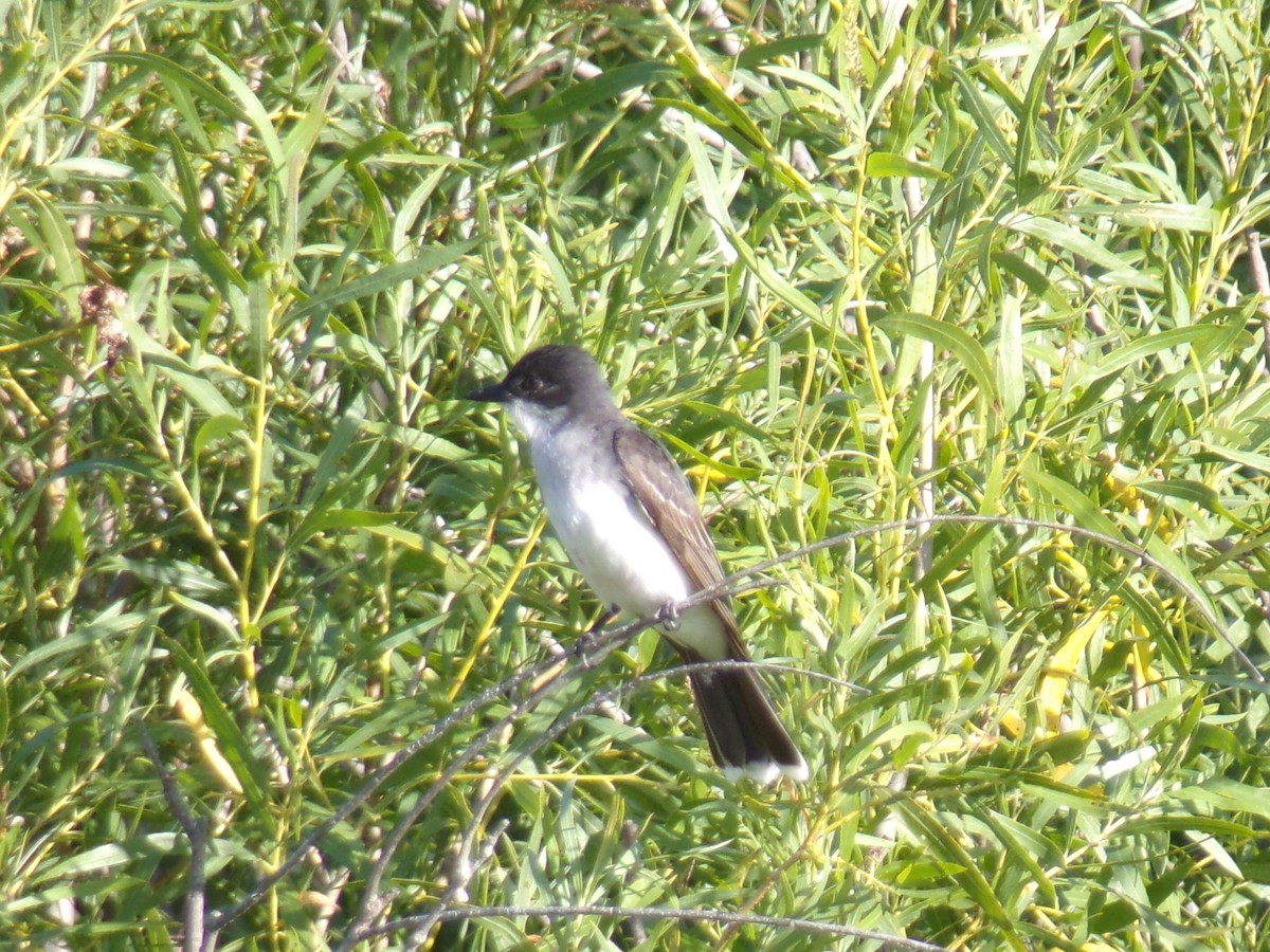 eBird Checklist - 5 Jul 2024 - Arlene Shoemaker Forest Preserve - 28 ...