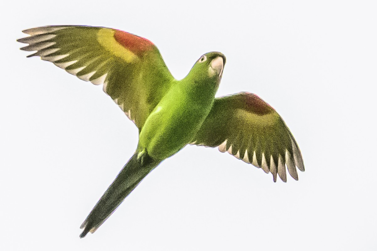 eBird Checklist - 23 Jun 2024 - Arroyo Lunarejo - 2 species