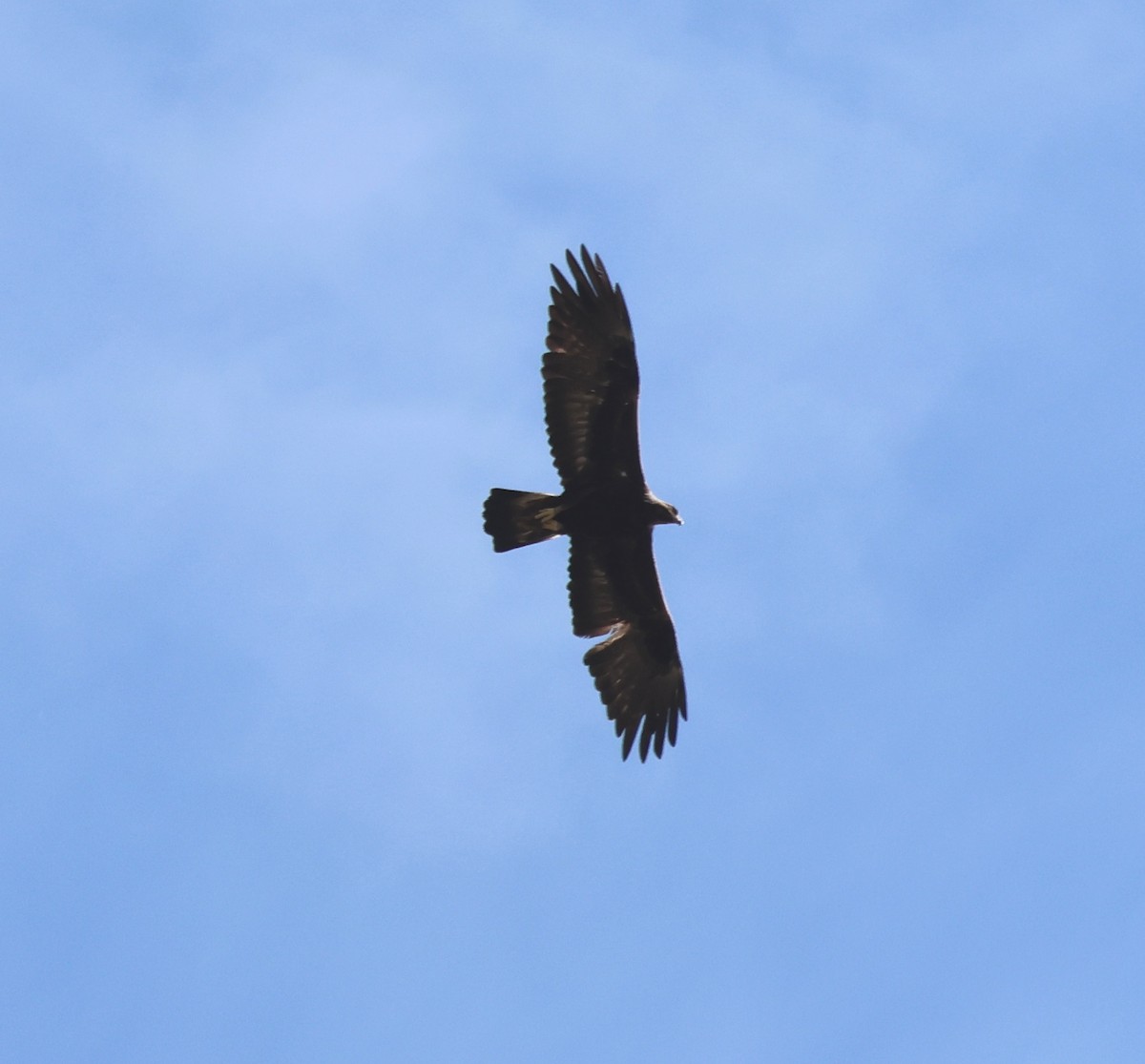 eBird Checklist - 22 Jun 2024 - 46447–47201 MT State Highway 200 E ...