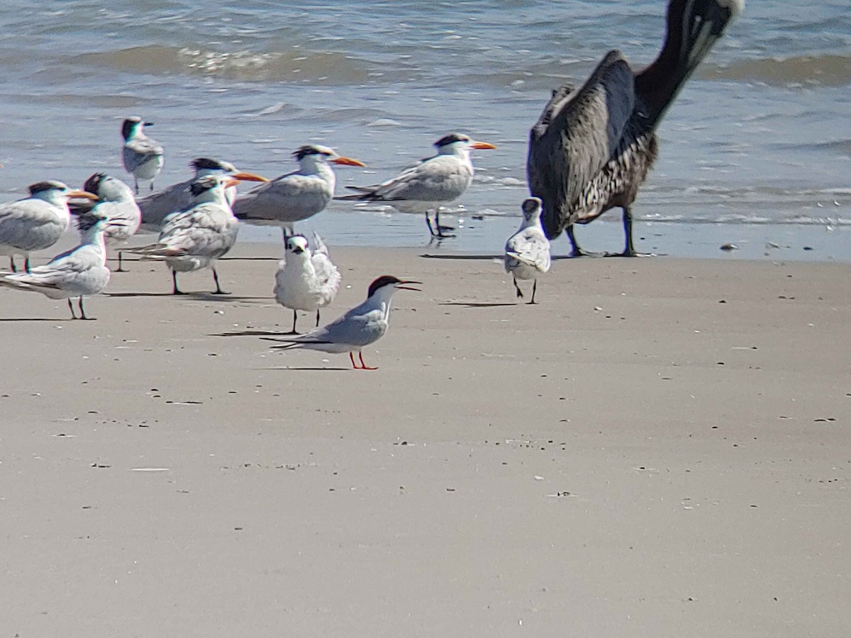 ML621172165 - Roseate Tern - Macaulay Library
