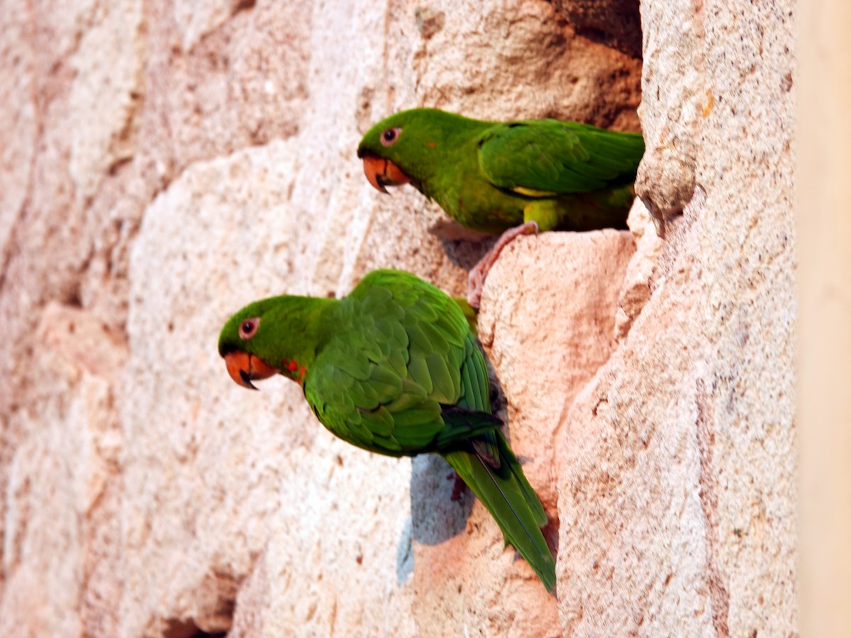 ML621195368 - Pacific Parakeet - Macaulay Library