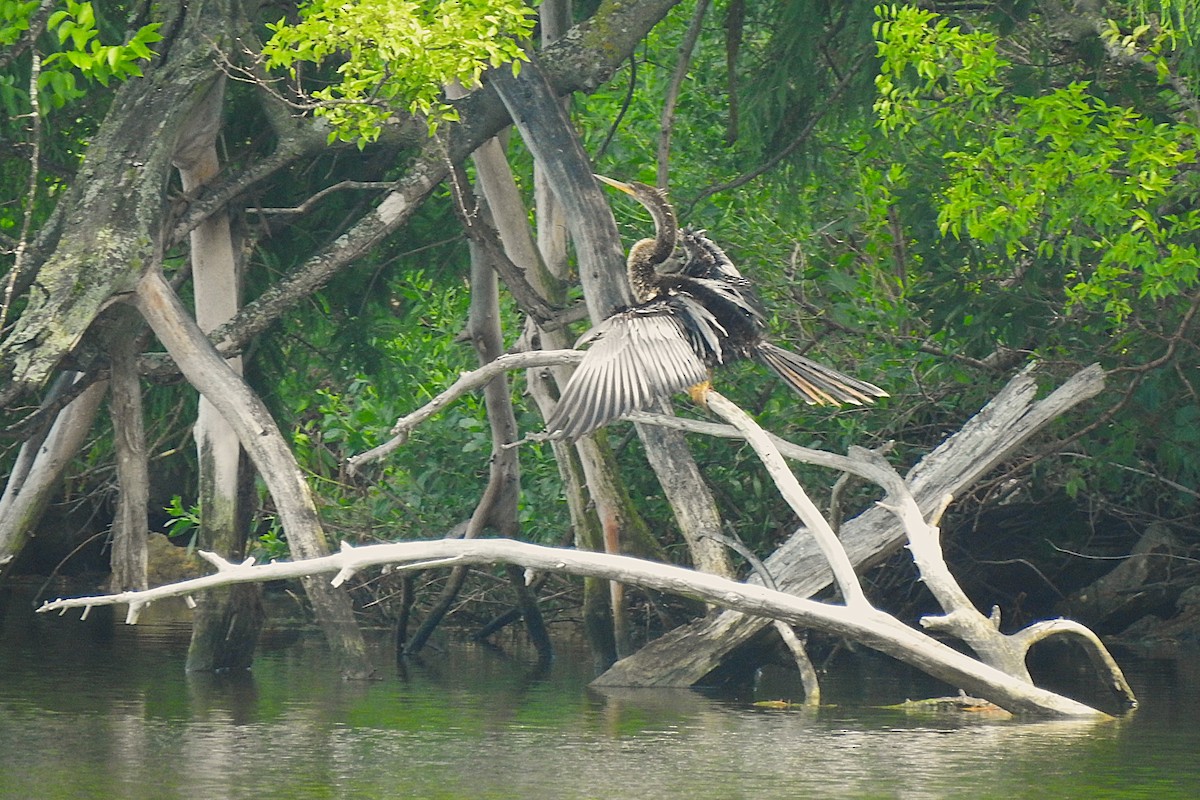eBird Checklist - 6 Jul 2024 - Ridgway Bark Park - 11 species