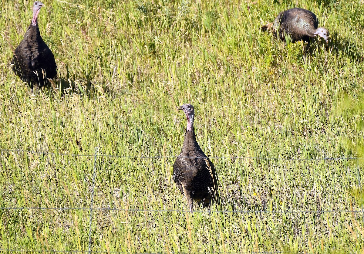 eBird Checklist - 6 Jul 2024 - Boulder Mountain Park--Bear Canyon Trail ...