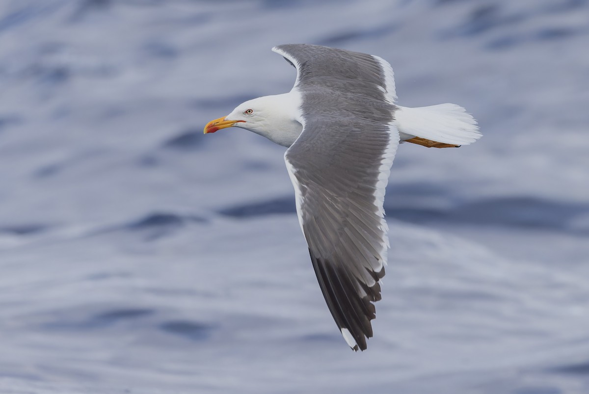 eBird Checklist - 22 Jun 2024 - Entre a Madeira e Porto Santo (saídas ...