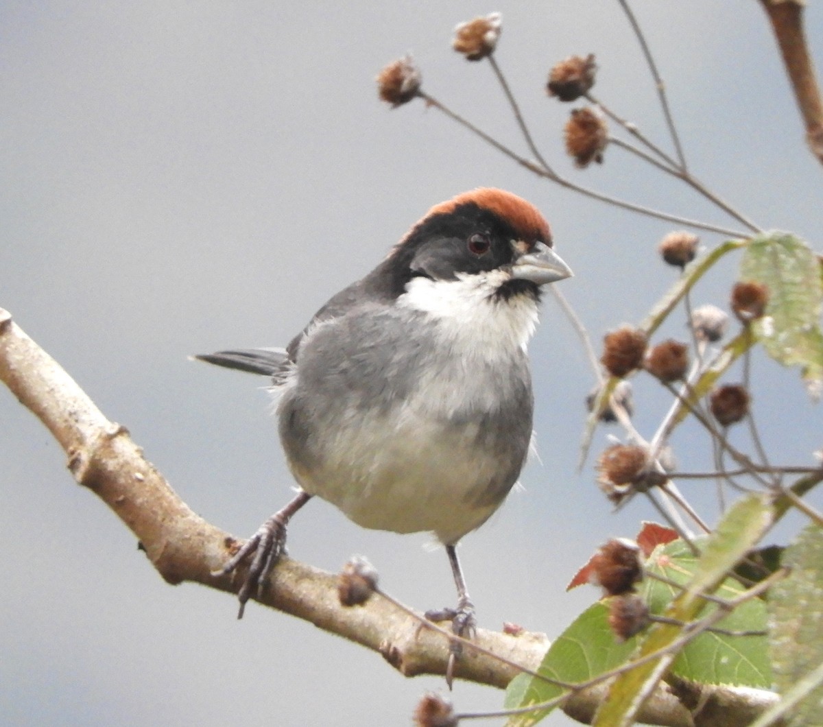 eBird Checklist - 7 Oct 2017 - Sozoranga--El Tundo Reserve - 1 species