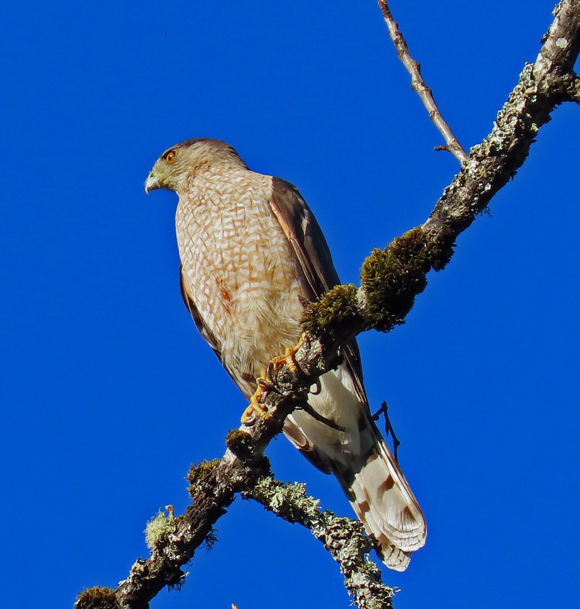 eBird Checklist - 6 Jul 2024 - Rickreall Creek Trail System - 28 species