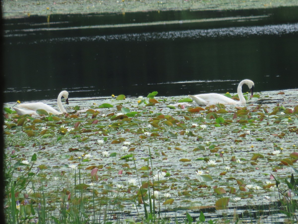 eBird Checklist - 6 Jul 2024 - Romeo and Juliet Lakes - 8 species