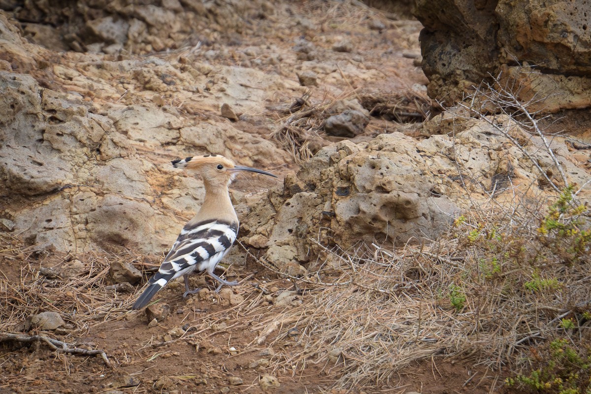eBird Checklist - 28 Jun 2024 - Quinta do Lorde - 6 species
