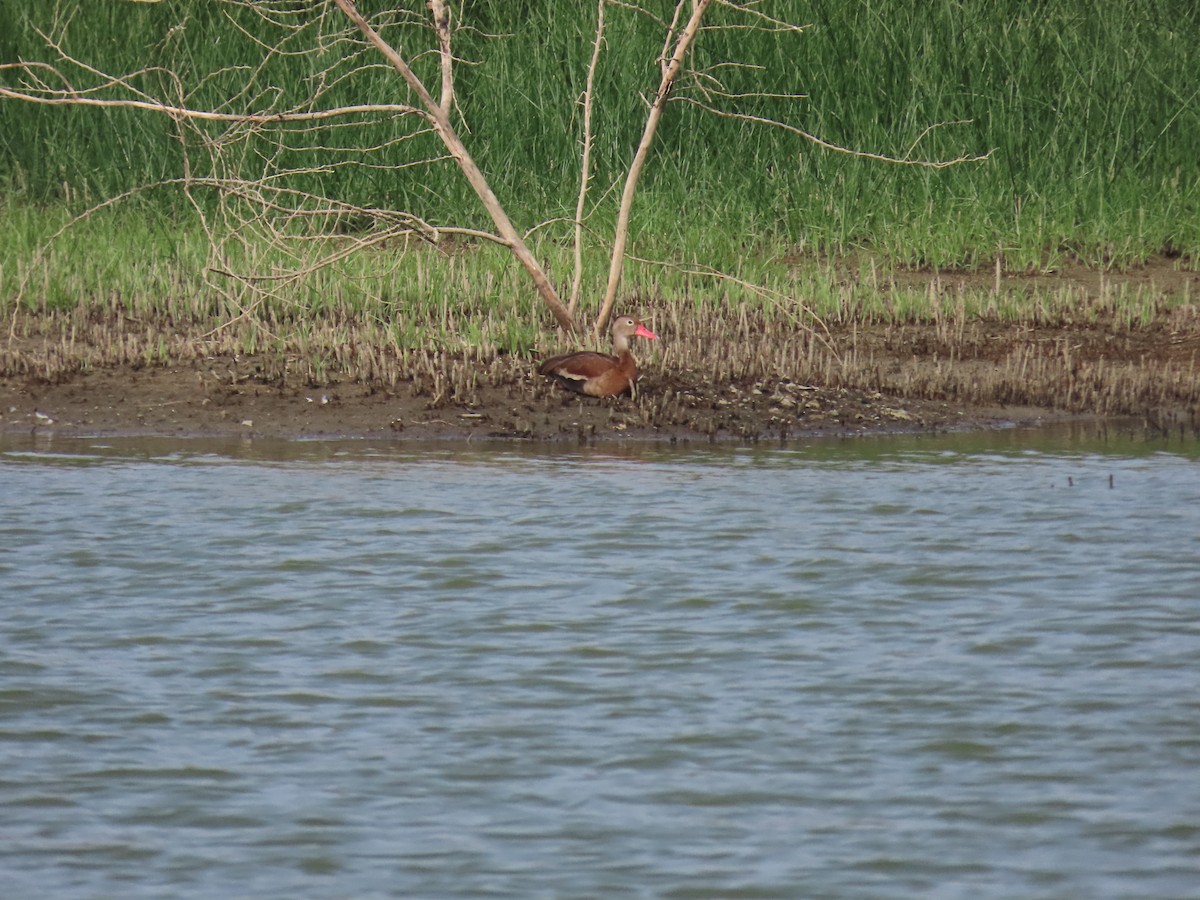 eBird Checklist - 6 Jul 2024 - Dam Muizenberg - 45 species