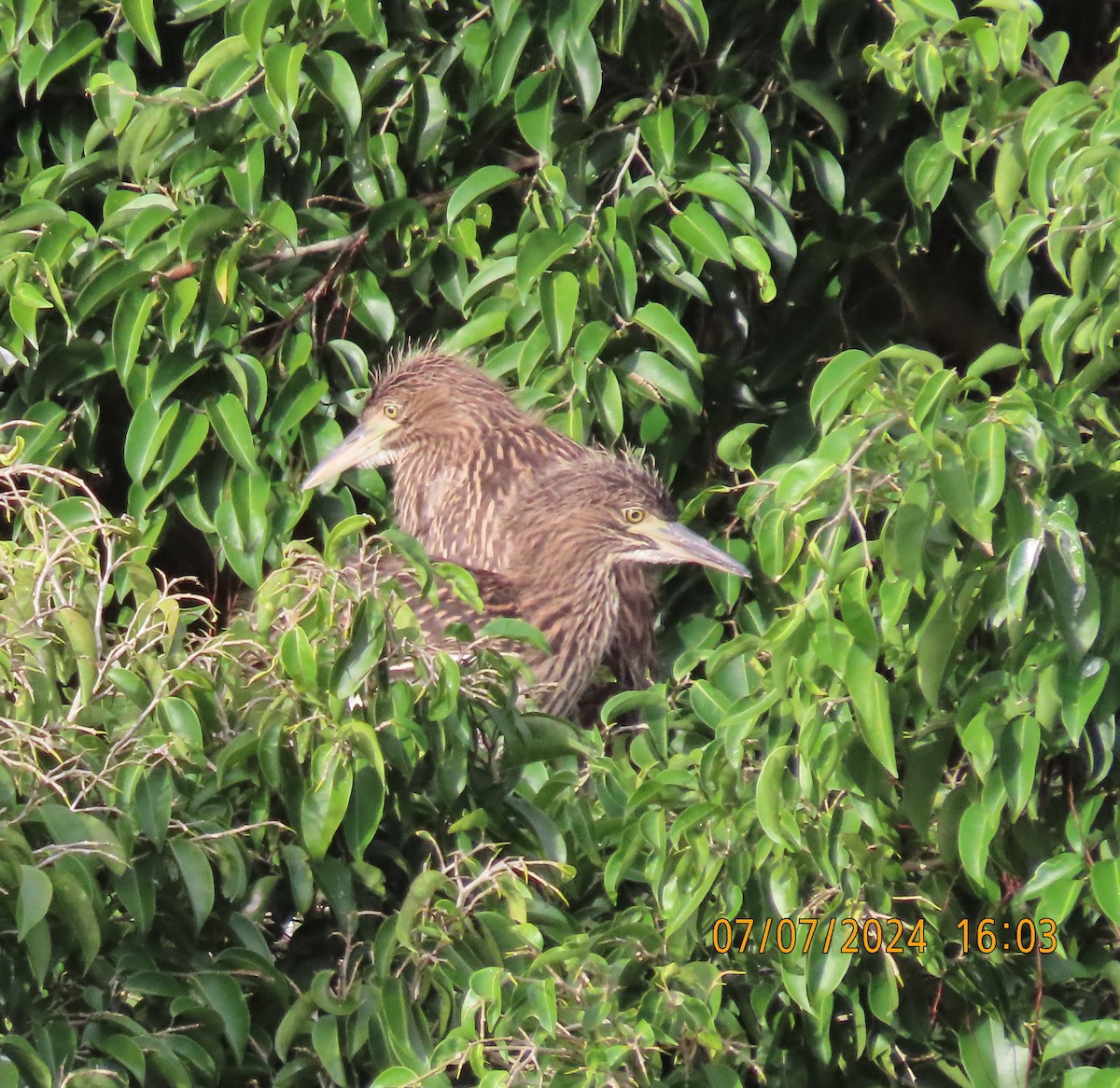 eBird Checklist - 7 Jul 2024 - Royal Harbour Cairns Esplanade. Birds ...