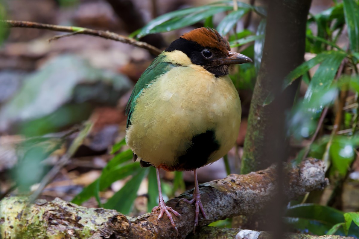 eBird Checklist - 7 Jul 2024 - Victoria Park Nature Reserve ...