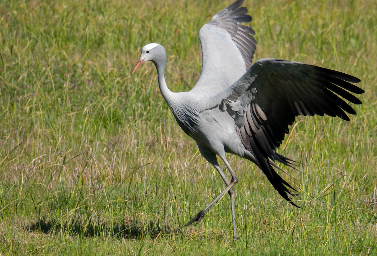 eBird Checklist - 6 Sep 2022 - Groote Post Winery - 16 species