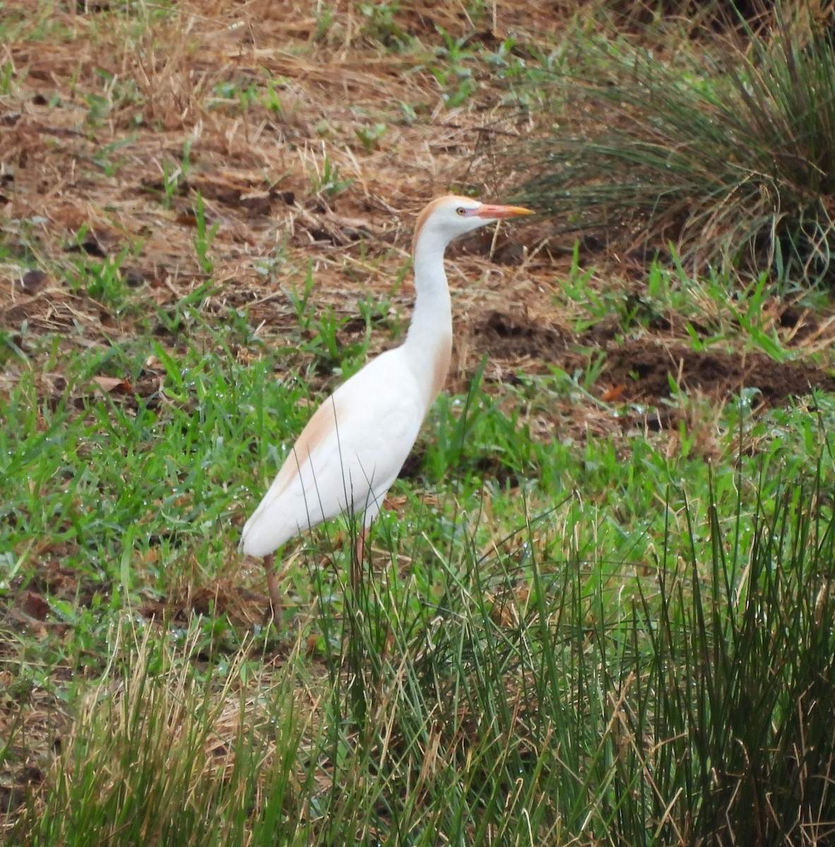 eBird Checklist - 7 Jul 2024 - Mid Pines Rd. - 10 species