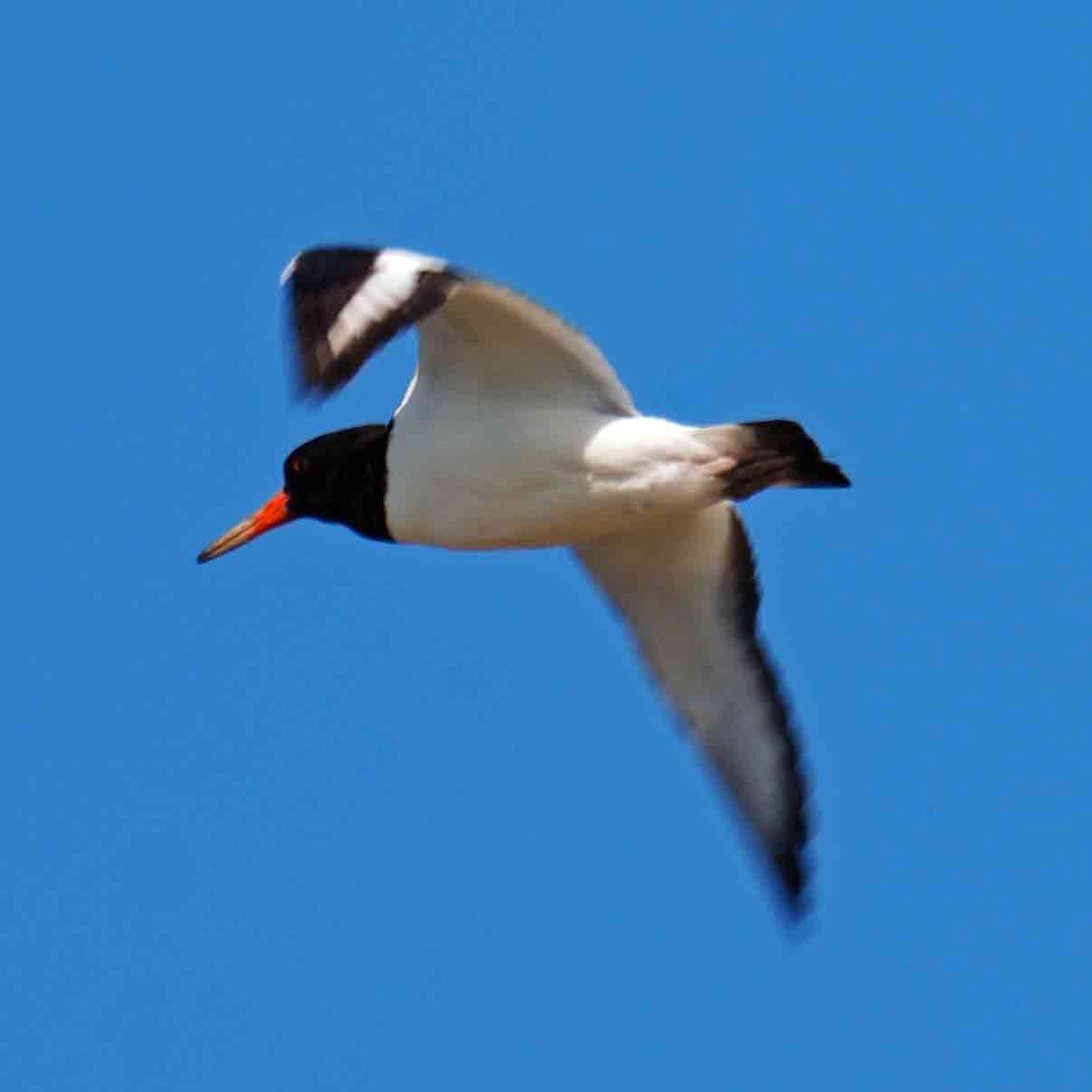 ebird-checklist-7-jul-2024-cairnryan-6-species