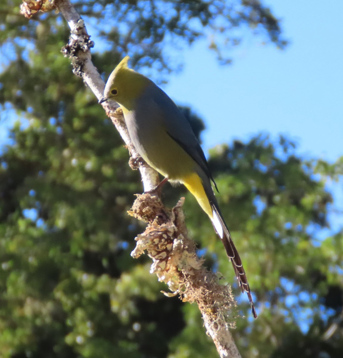 eBird Checklist - 18 Mar 2024 - Gema del Bosque - 13 species