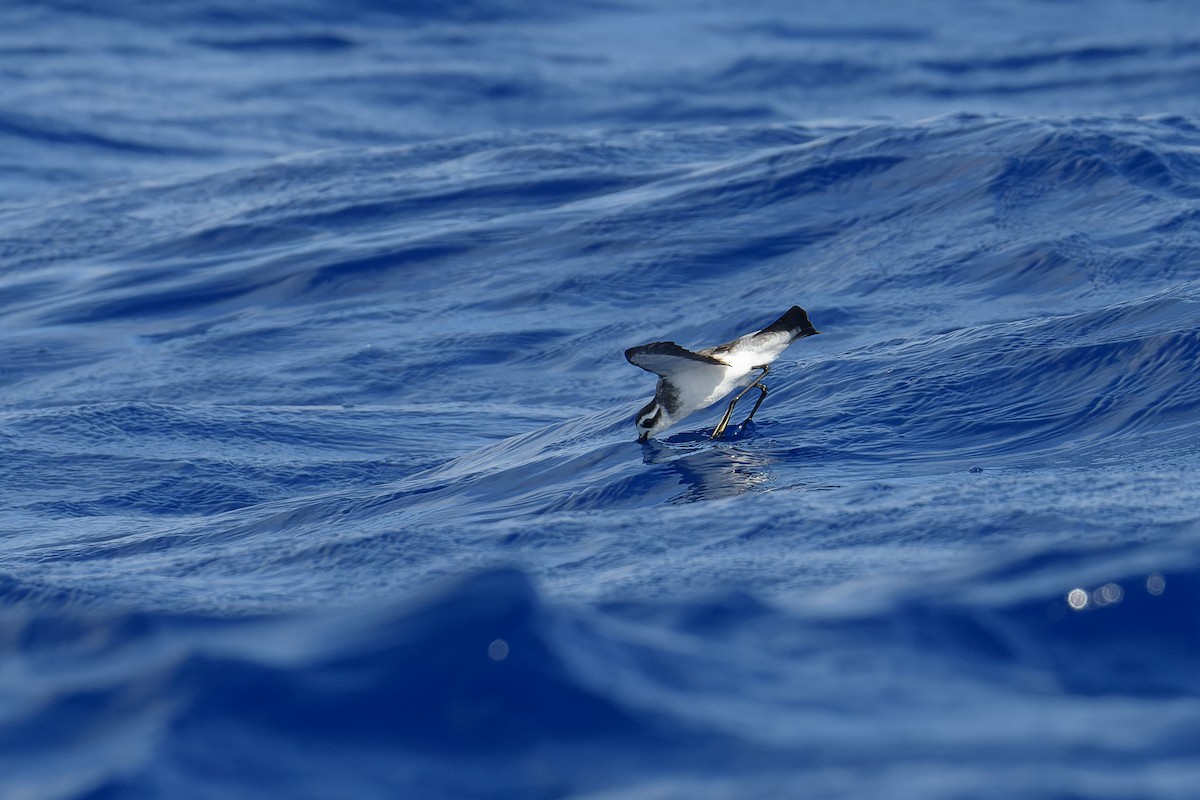 eBird Checklist - 25 Jun 2024 - Ao largo da baía do Funchal (saídas ...