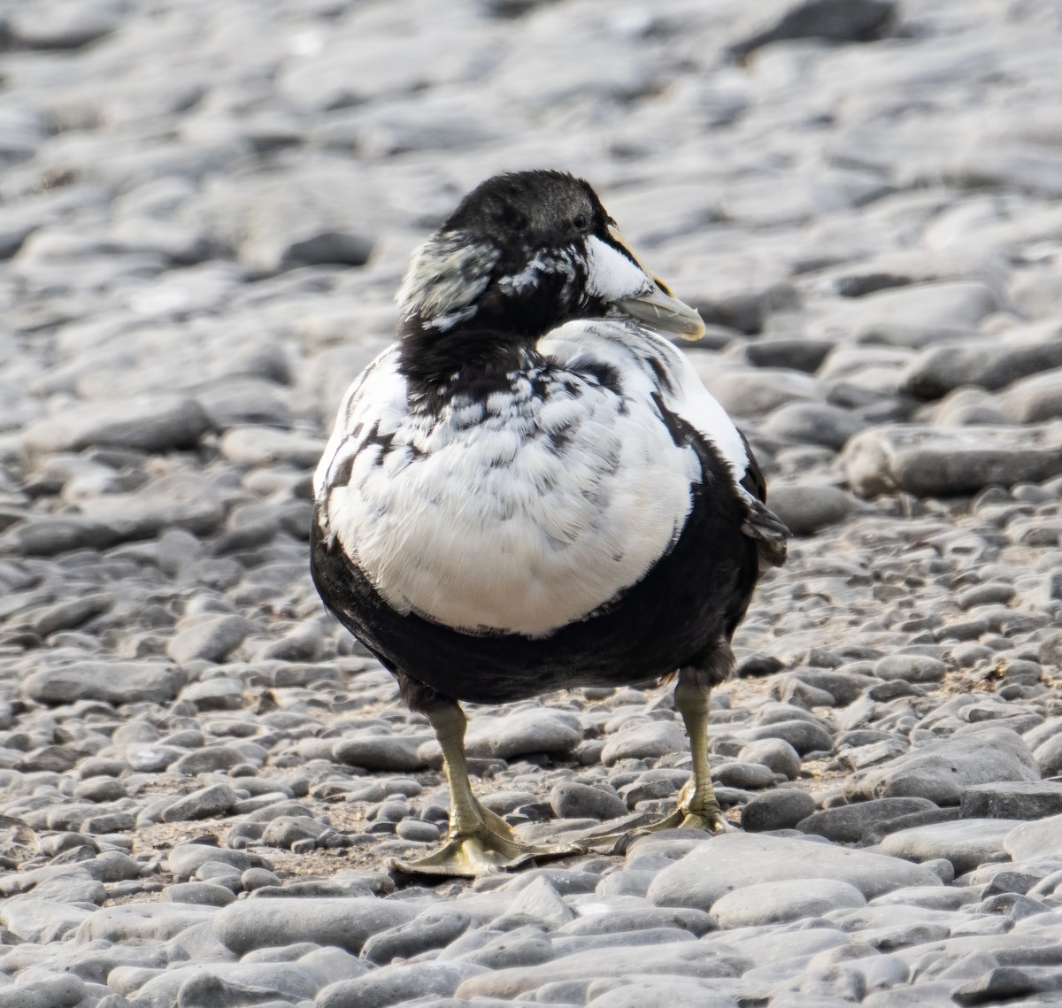 Pennsylvania Bird Atlas Checklist - 6 Jul 2024 - Vigur - 13 species