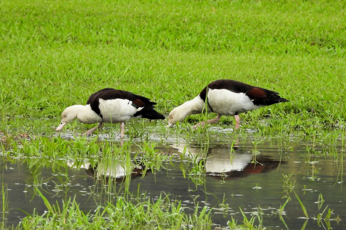 eBird Checklist - 8 Jul 2024 - Tully - 9 species