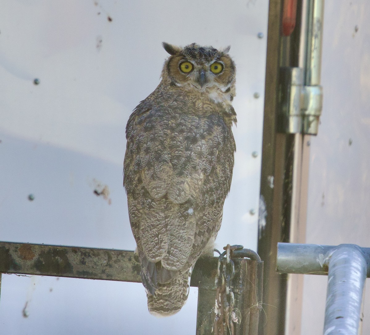 eBird Checklist - 6 Jul 2024 - Bear River MBR--Auto Tour Loop - 38 species