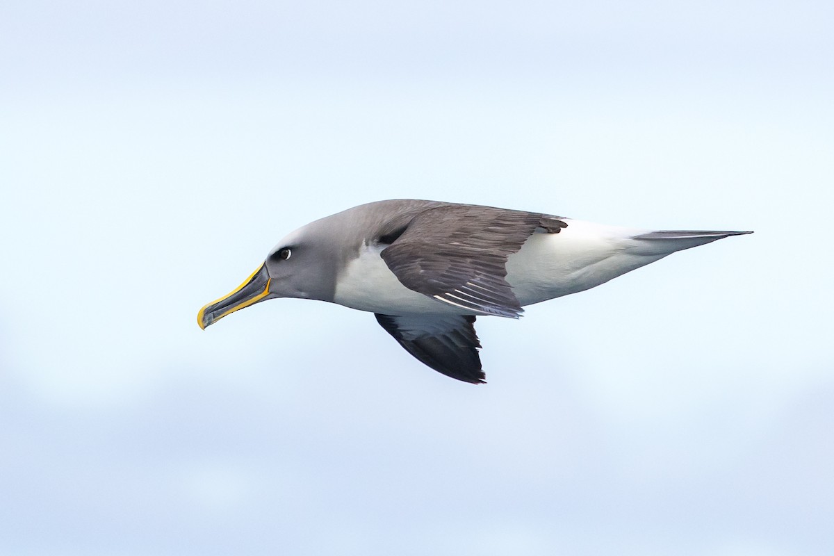 ML621270943 - Buller's Albatross - Macaulay Library