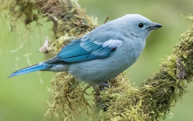 Usando eBird durante los Conteos Navideños de Aves - eBird Peru