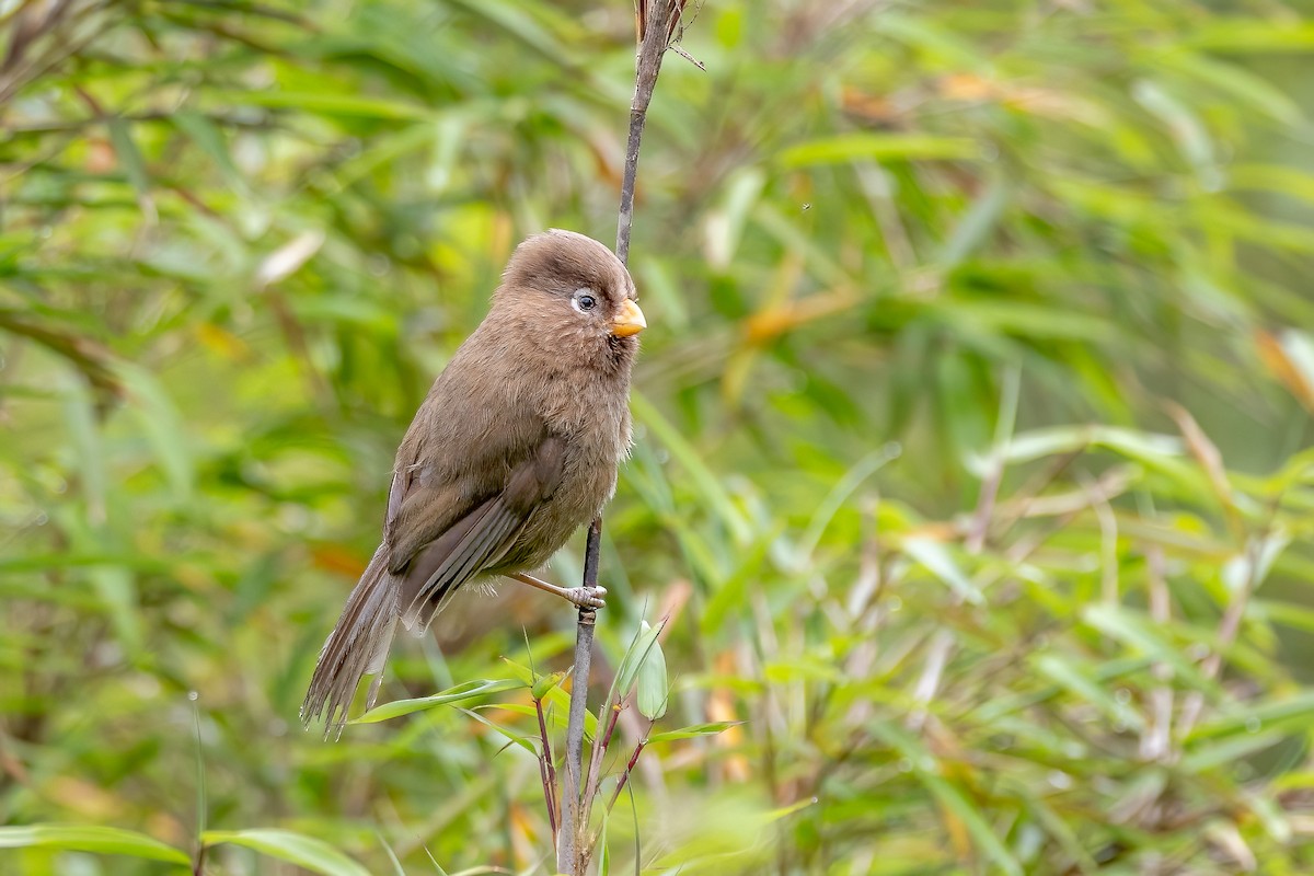 eBird Checklist - 28 Jun 2024 - 瓦屋山--山顶 (Wawu Mountain--Summit [2800m ...