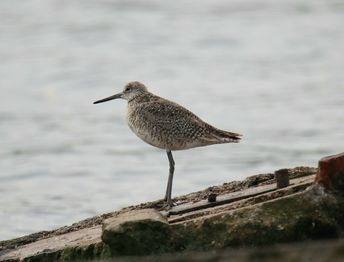 eBird Checklist - 5 Jul 2024 - Lake Decatur--Nelson Park - 1 species