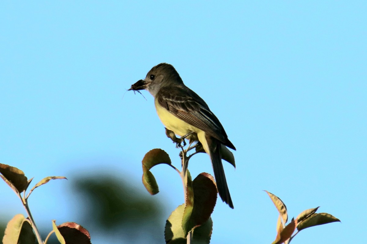 eBird Checklist - 5 Jul 2024 - Decatur Bike Trail--Westlawn Ave to ...