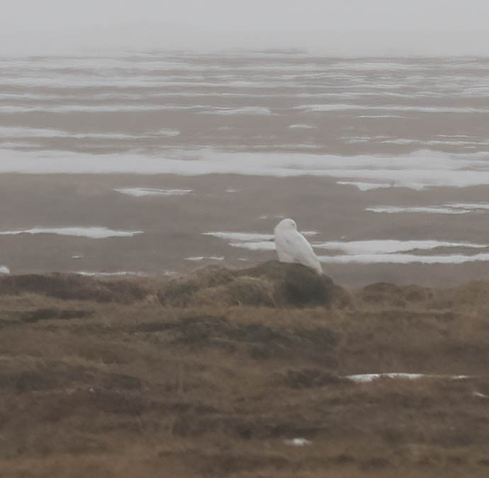ML621291501 - Snowy Owl - Macaulay Library
