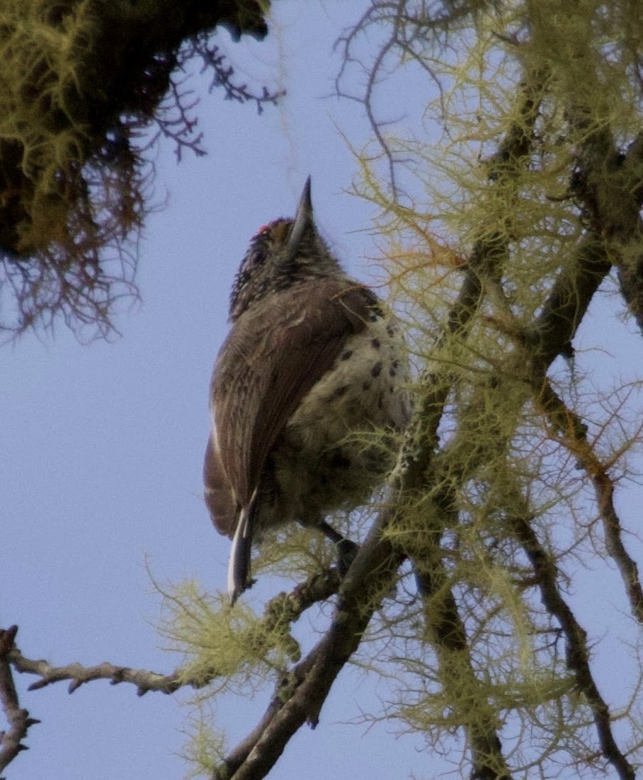 ML621295016 - Ocellated Piculet - Macaulay Library