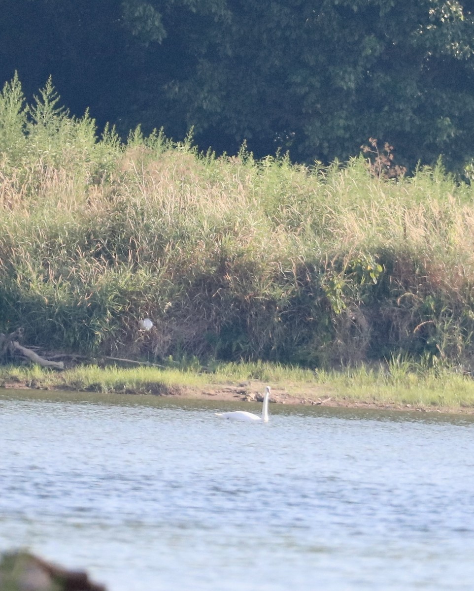 eBird Checklist - 8 Jul 2024 - C&O Canal--Violette's Lock - 37 species