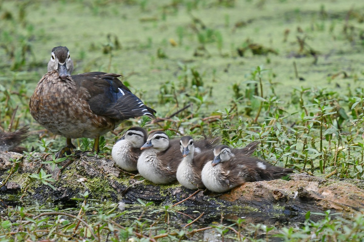 ML621298007 - Wood Duck - Macaulay Library