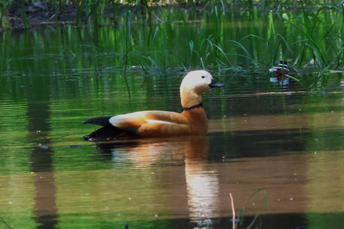 Taiwan Bird Atlas Checklist - 16 Jun 2024 - Gorkhi Terelj National Park ...