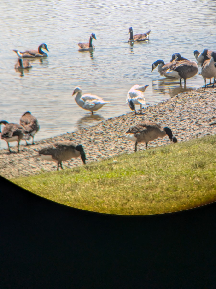 Pennsylvania Bird Atlas Checklist - 9 Jul 2024 - Montour Preserve - 17 species