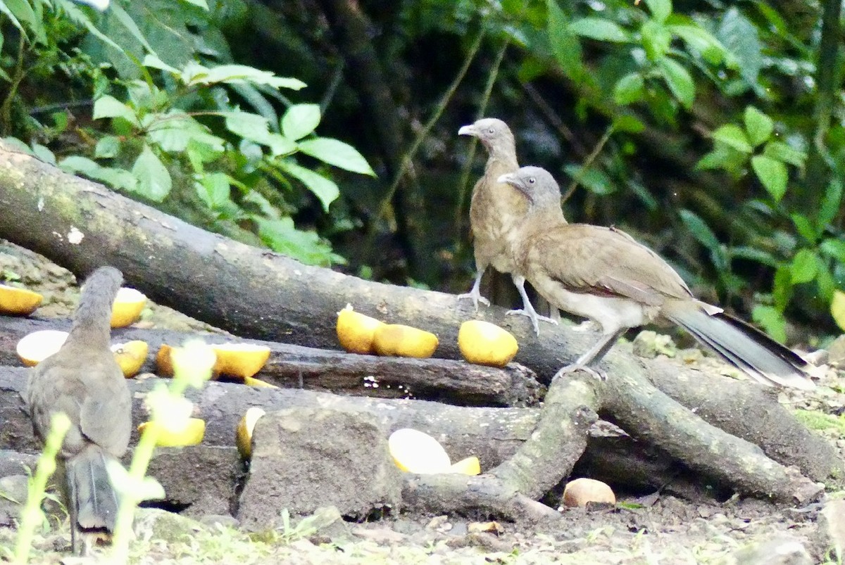 eBird Checklist - 5 Jul 2024 - Canopy Lodge - 5 species