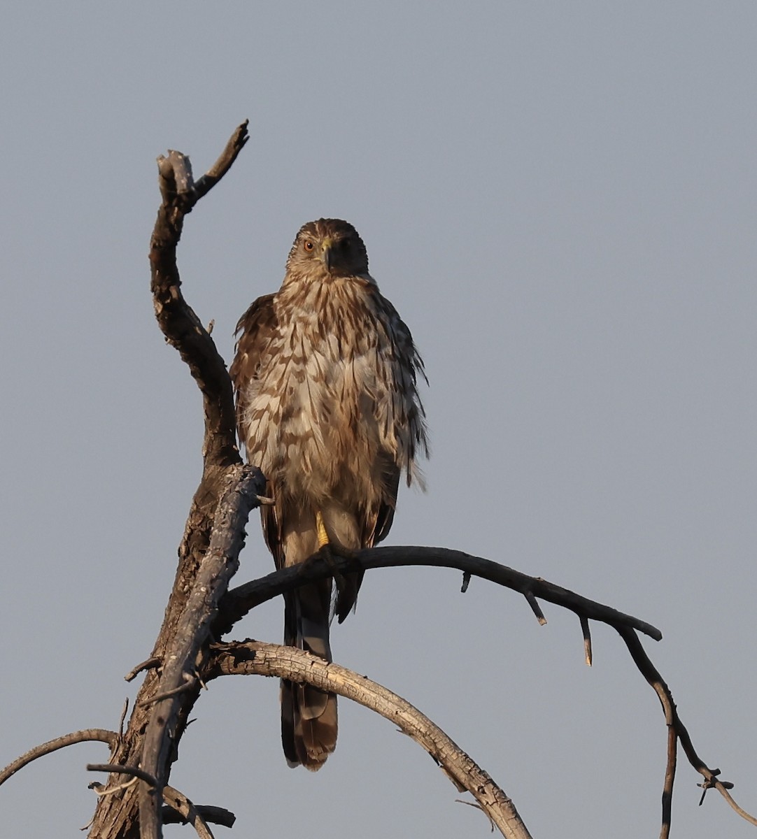 eBird Checklist - 9 Jul 2024 - Brooks Nature Park - 11 species