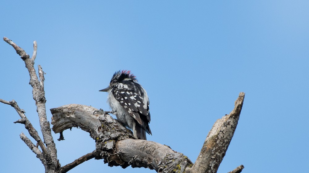 eBird Checklist - 7 Jul 2024 - Minneapolis- coon rapids - 7 species