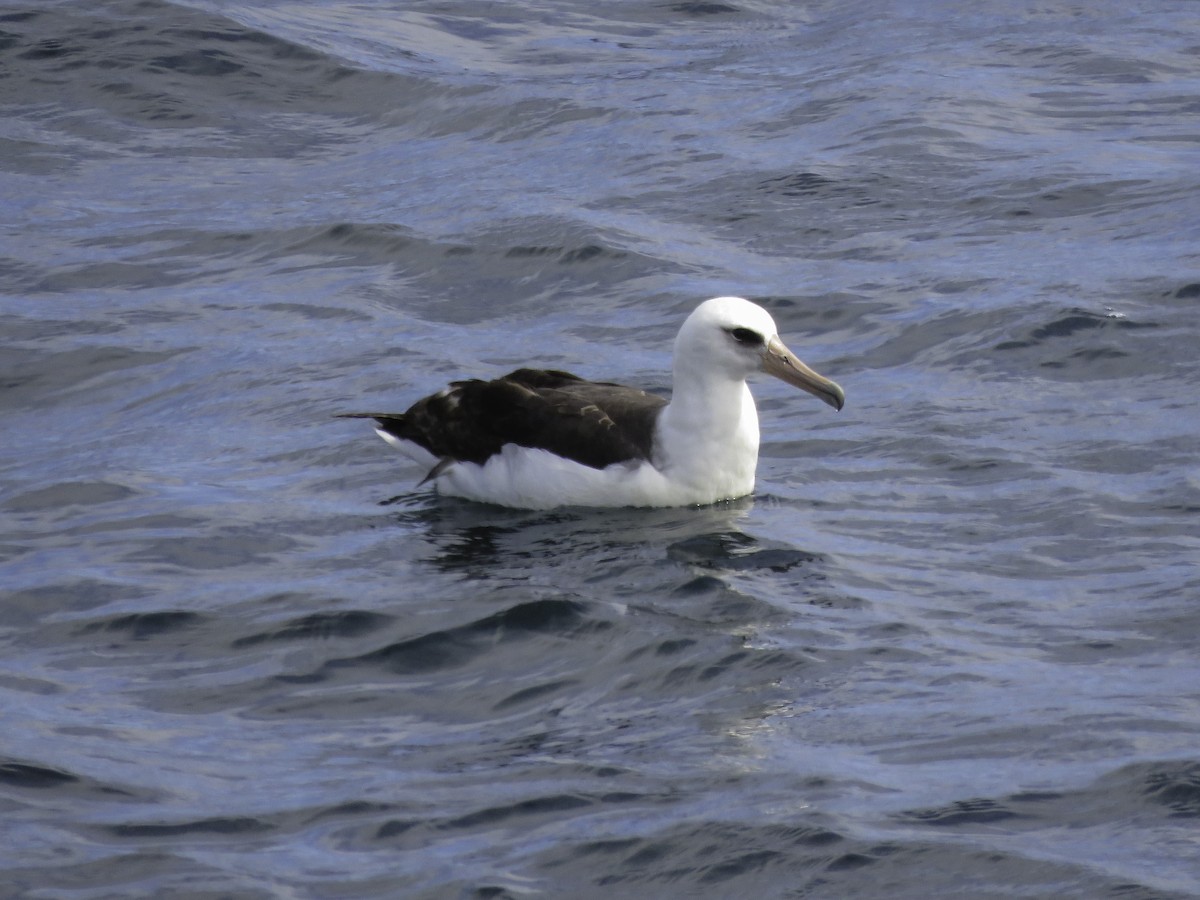 eBird Checklist - 1 Jul 2024 - Pacific Ocean S of Scott Islands (50.608 ...