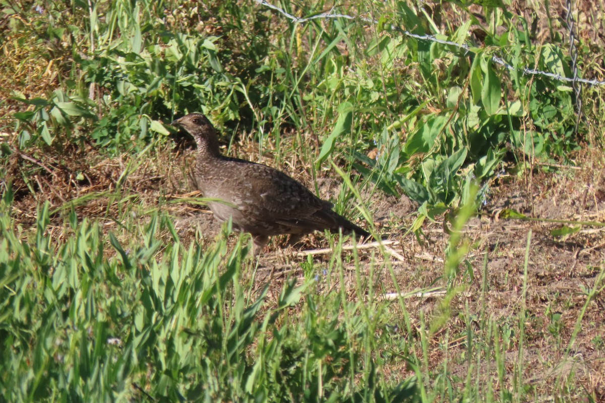 eBird Checklist - 9 Jul 2024 - Strawberry Ridge (Utah Co.) - 27 species ...