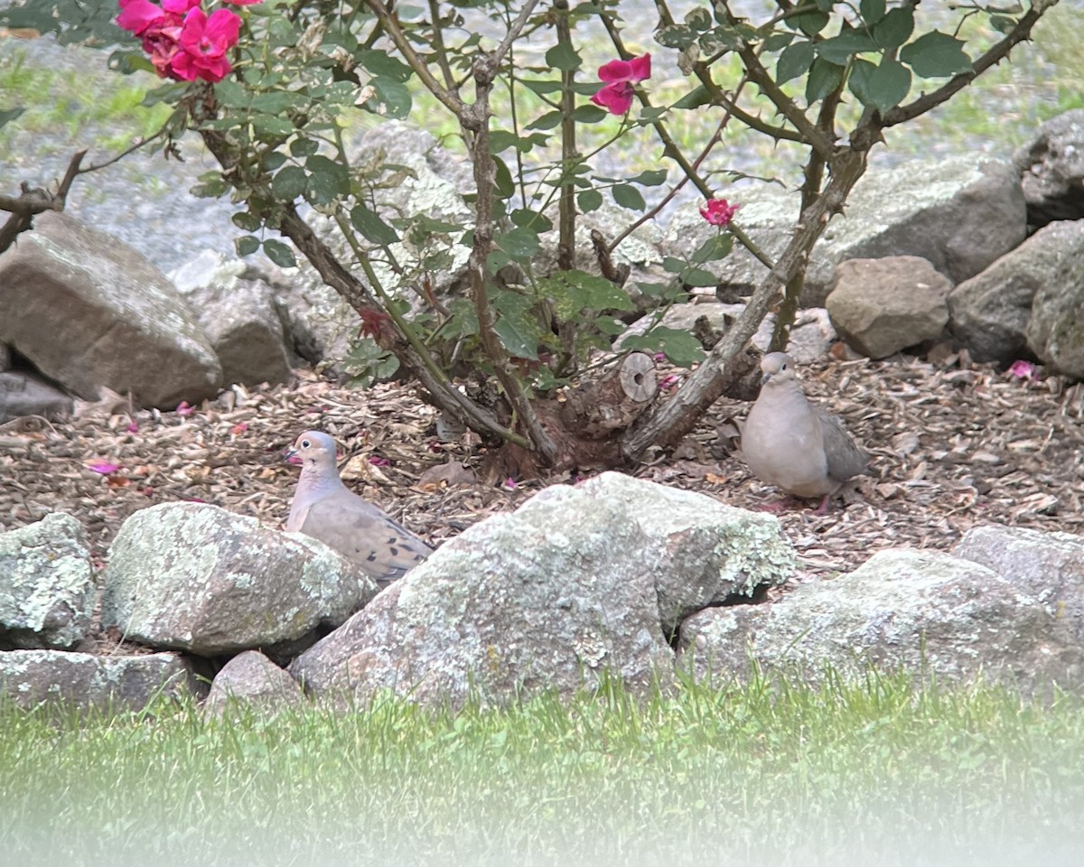 Pennsylvania Bird Atlas Checklist - 12 Jun 2024 - Dreamcatcher Farm - Home - 32 species