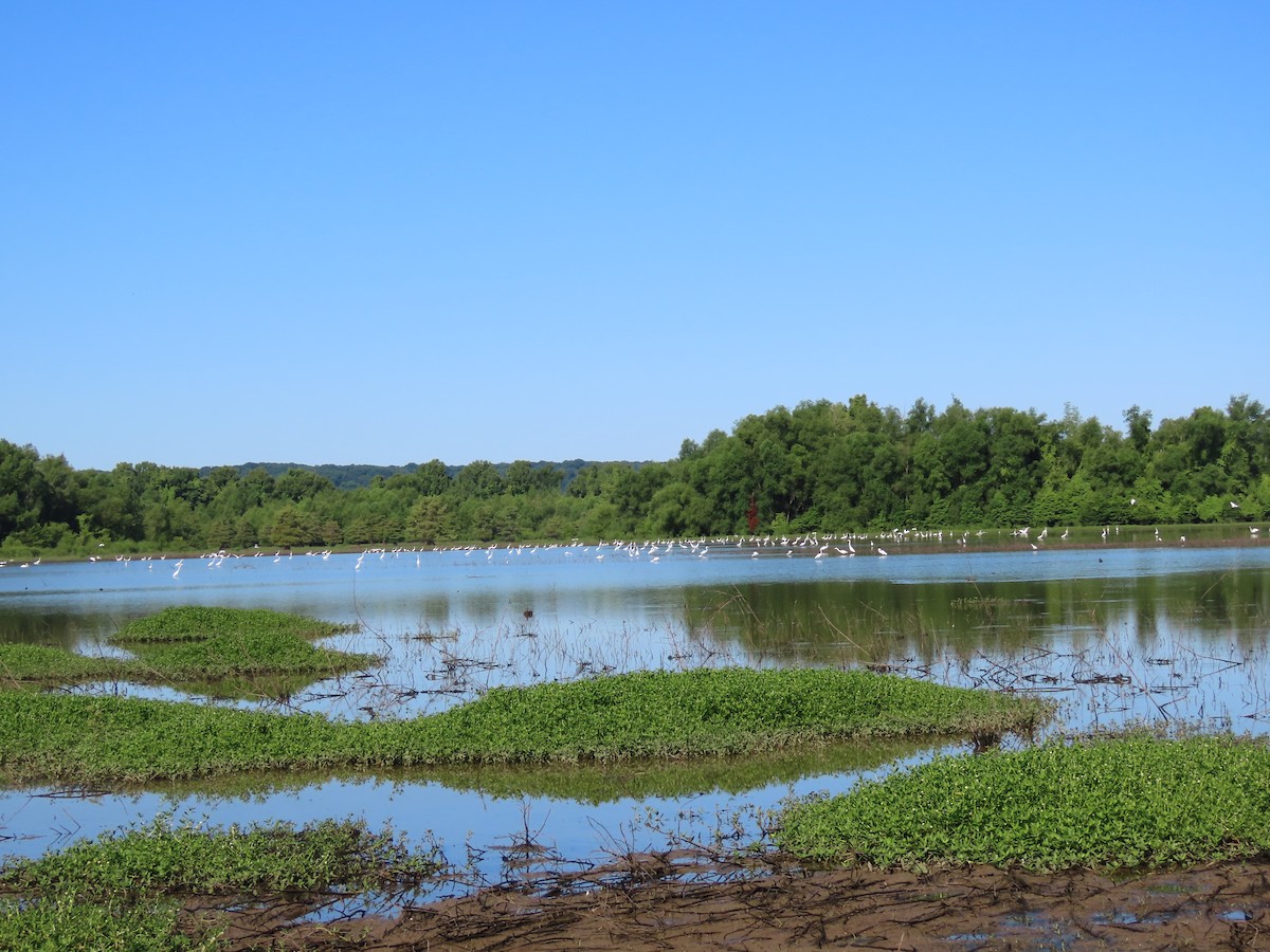 eBird Checklist - 2 Jul 2024 - Tennessee NWR--Duck River Unit - 87 species