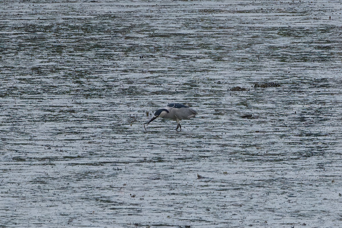 eBird Checklist - 6 Jul 2024 - BHI--World's End (TTOR), Hingham - 30 ...