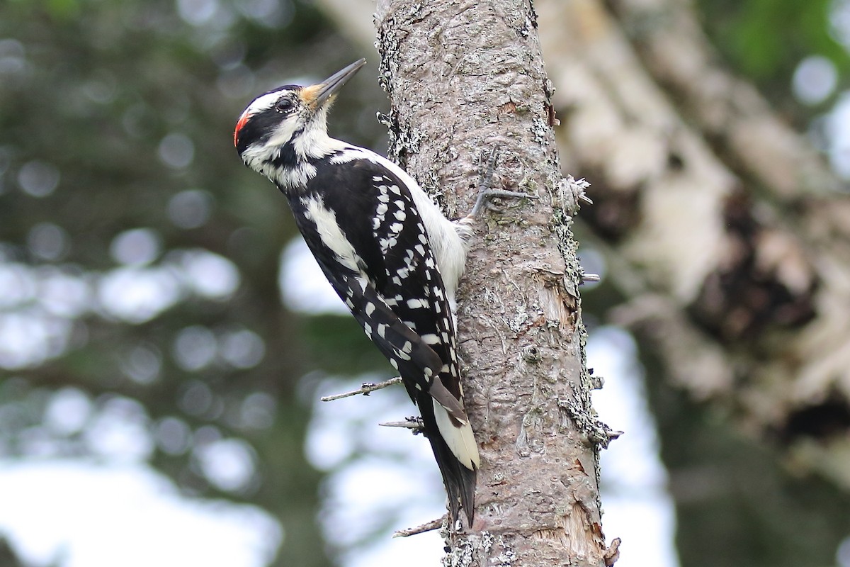 eBird Checklist - 6 Jul 2024 - Cape Breton Highlands NP--Skyline Trail ...