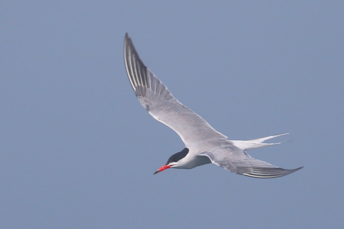 eBird Checklist - 10 Jul 2024 - Jeffrey's Ledge (Massachusetts) - 5 species