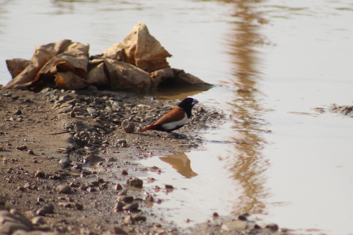 eBird Checklist - 10 Jul 2024 - Guajiro--Entrada a San Juan - 1 species