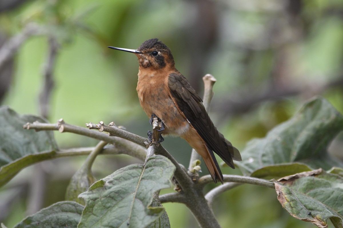 eBird Checklist - 10 Jul 2024 - Tambo Cóndor Bird Lodge - 8 species