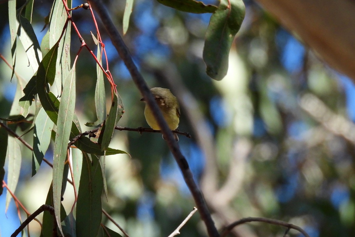 eBird Checklist - 11 Jul 2024 - Old Mill Road, Tingha - 23 species (+2 ...
